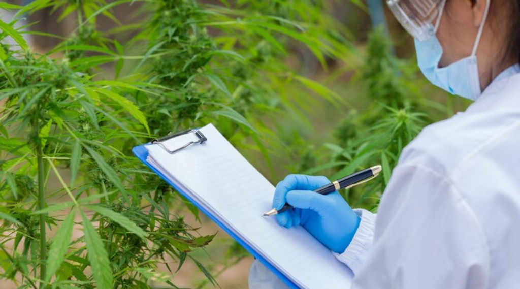 Intake Forms for Marijuana Services and PTSD Checklists